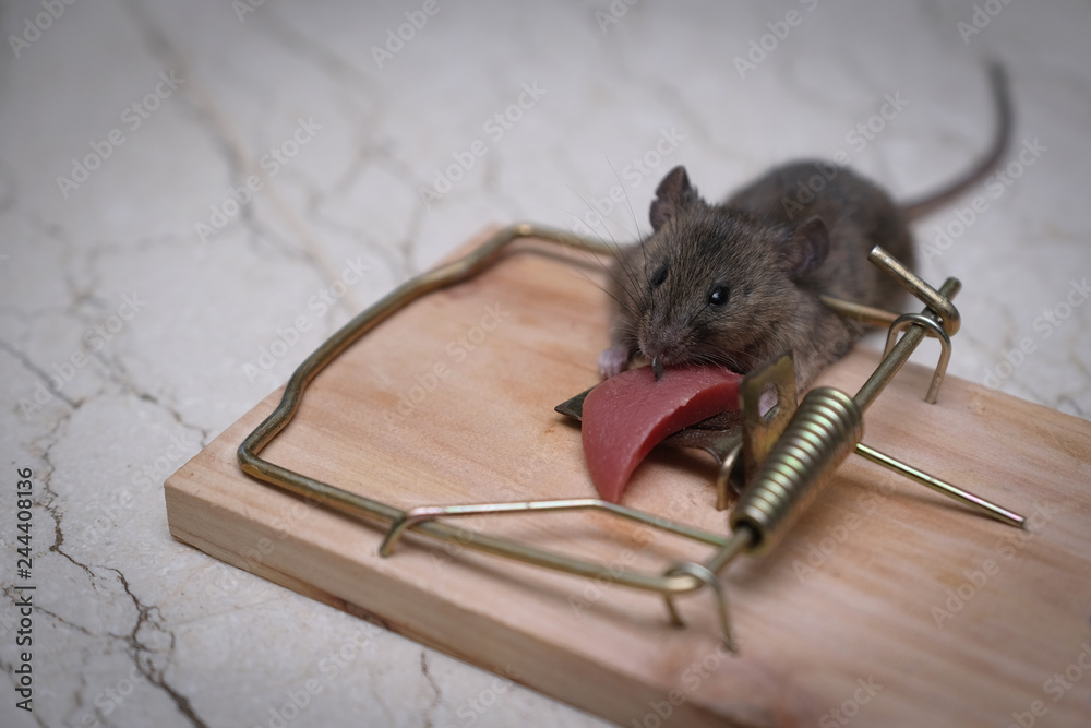 The mouse got into a mousetrap. The corpse of the mouse is trapped ...