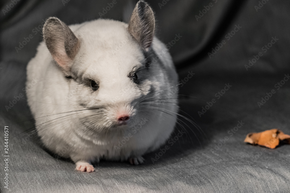 Chinchilla is a cute and pleasant small animal, in appearance very ...