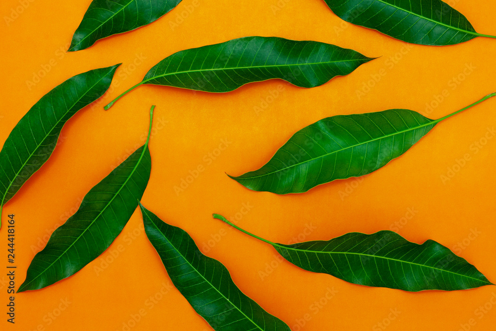 Mango leaves on colorful paper background,concept summer background and ...
