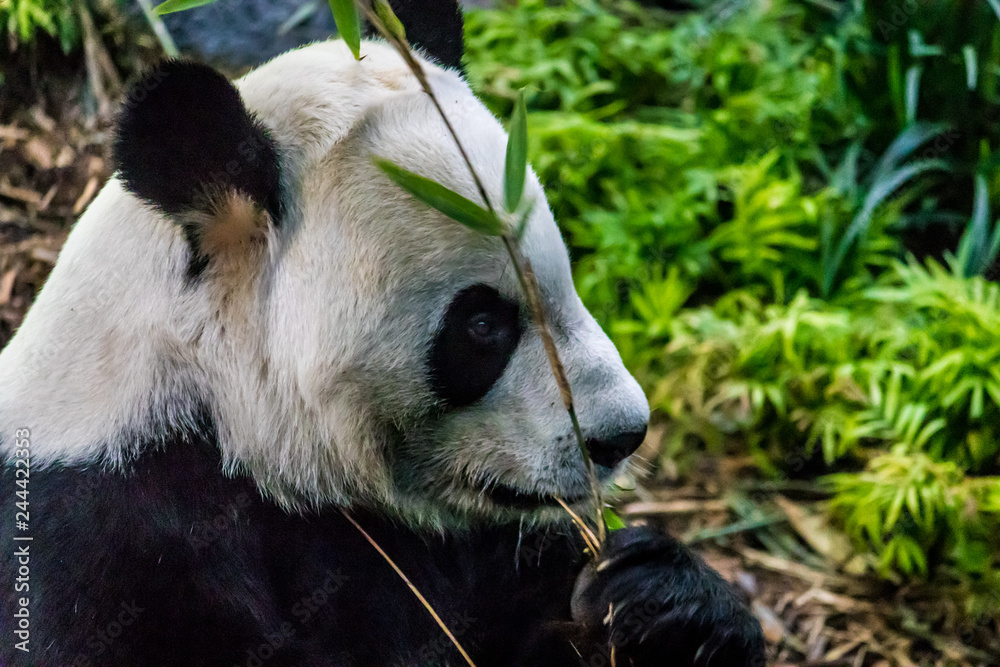 Rare black and white endangered panda surrounded by stringy bamboo and ...