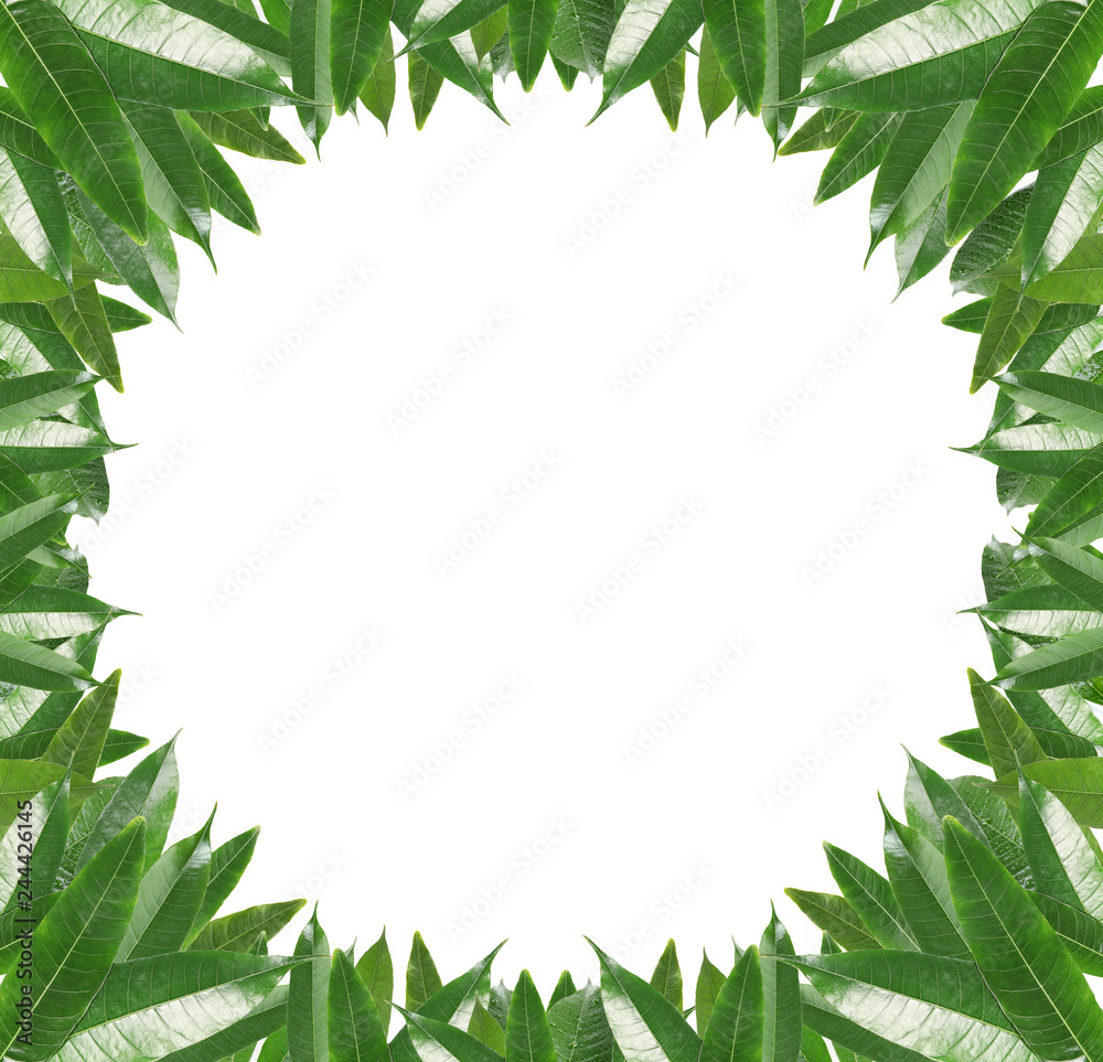 Mango Leaves Border