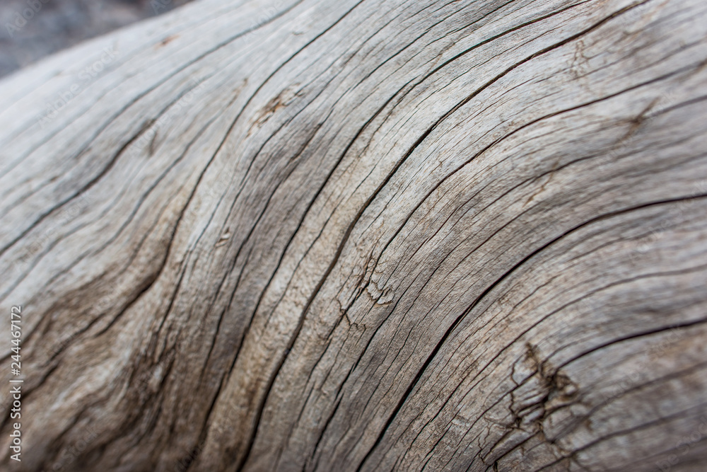 Wallpaper Of Dried Trees