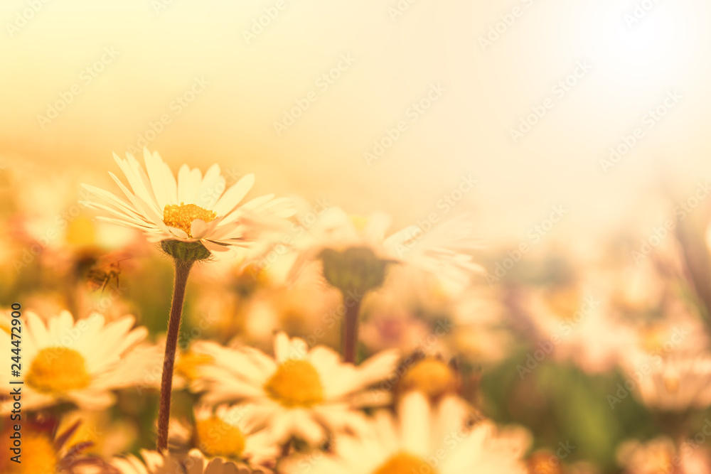 Beautiful daisy flower on wild field in sunset light. Soft focus nature ...