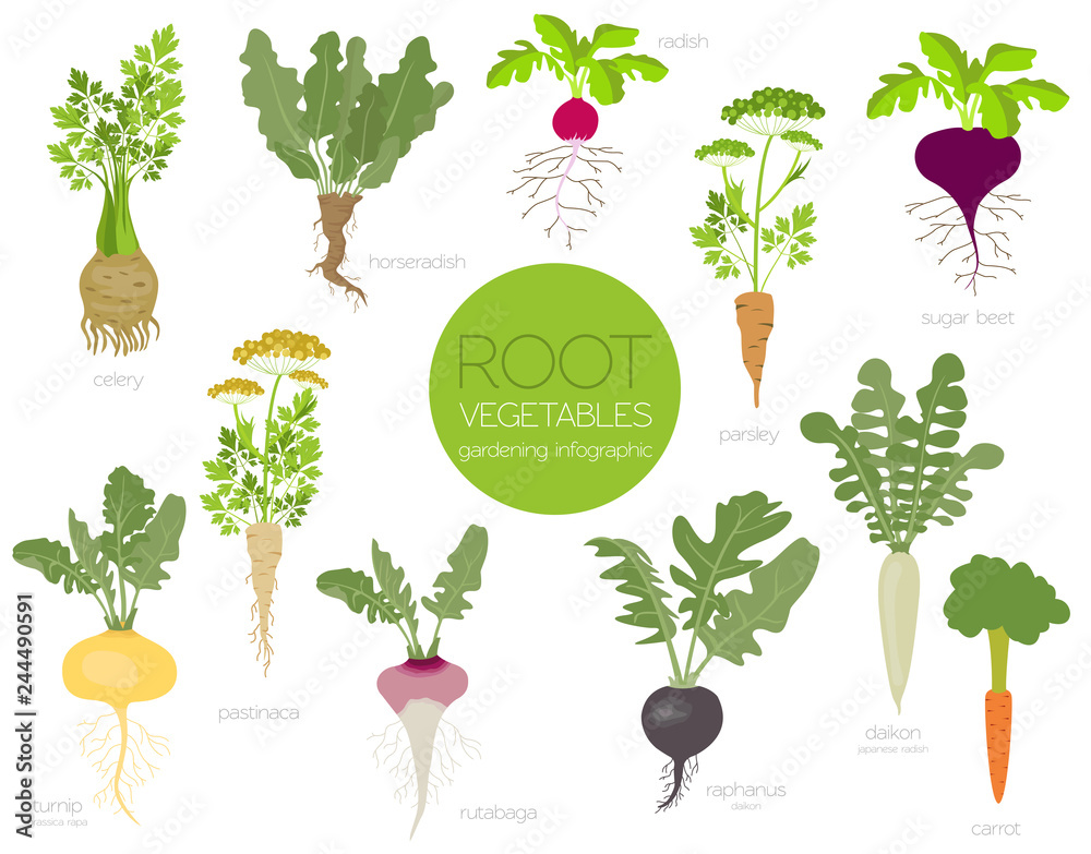 Root vegetables raphanus, radish, sugar beet, carrot, parsley etc ...