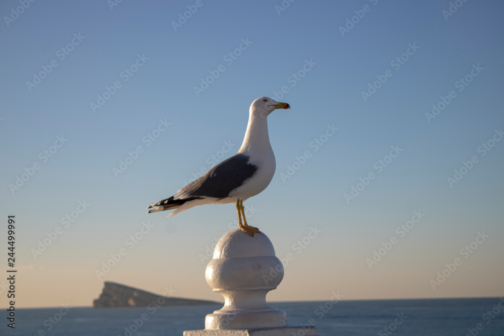 Seagull standing on a wall with the Mirador de la Isla de Benidorm ...