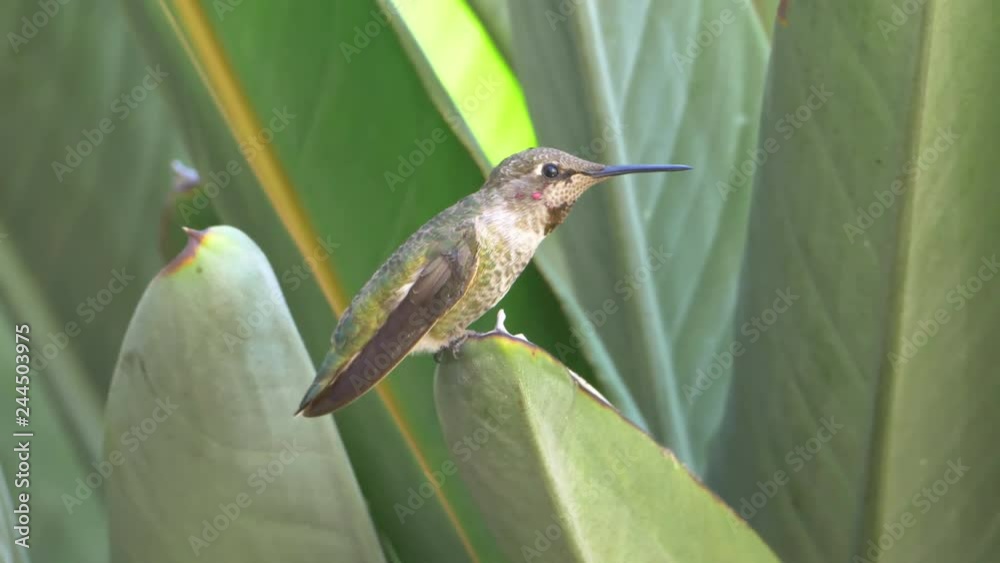 Real humming bird sitting on the leaf in 4k slow motion 60fps Stock ビデオ ...