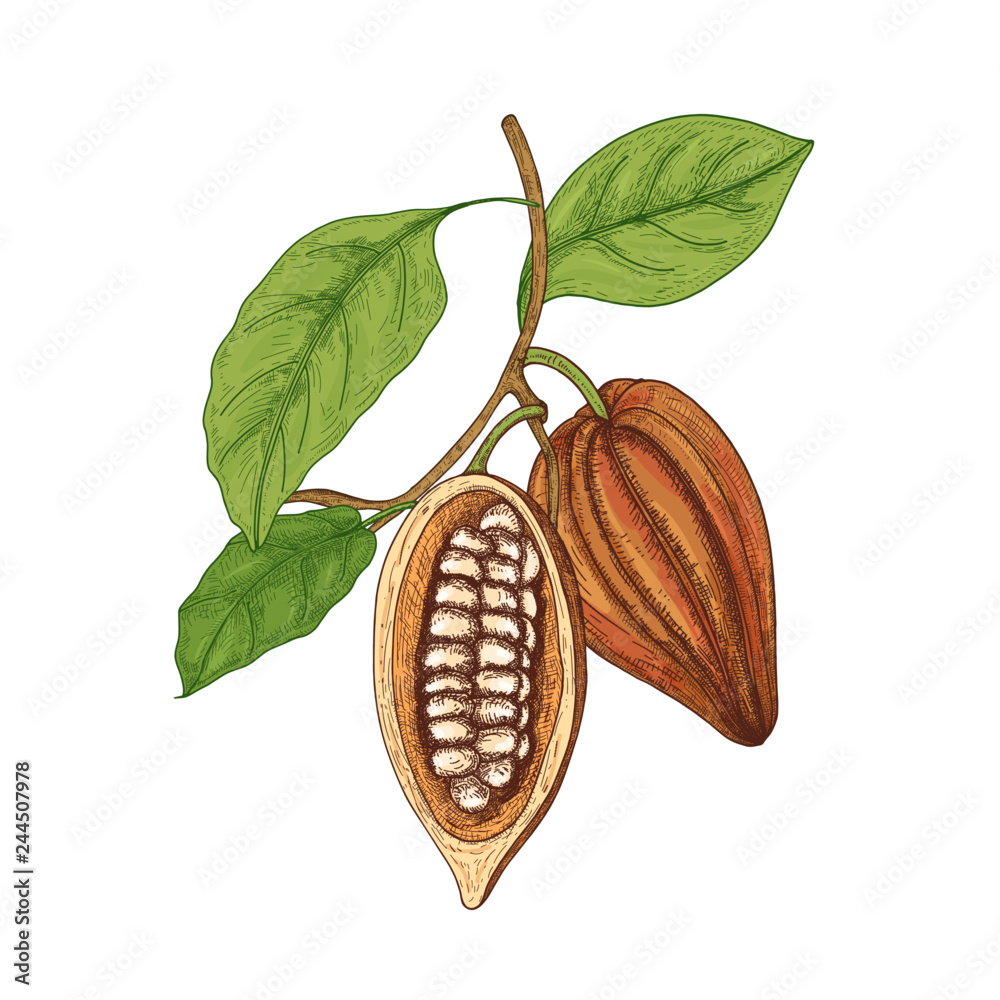 Detailed botanical drawing of whole and cut ripe pods or fruits of ...