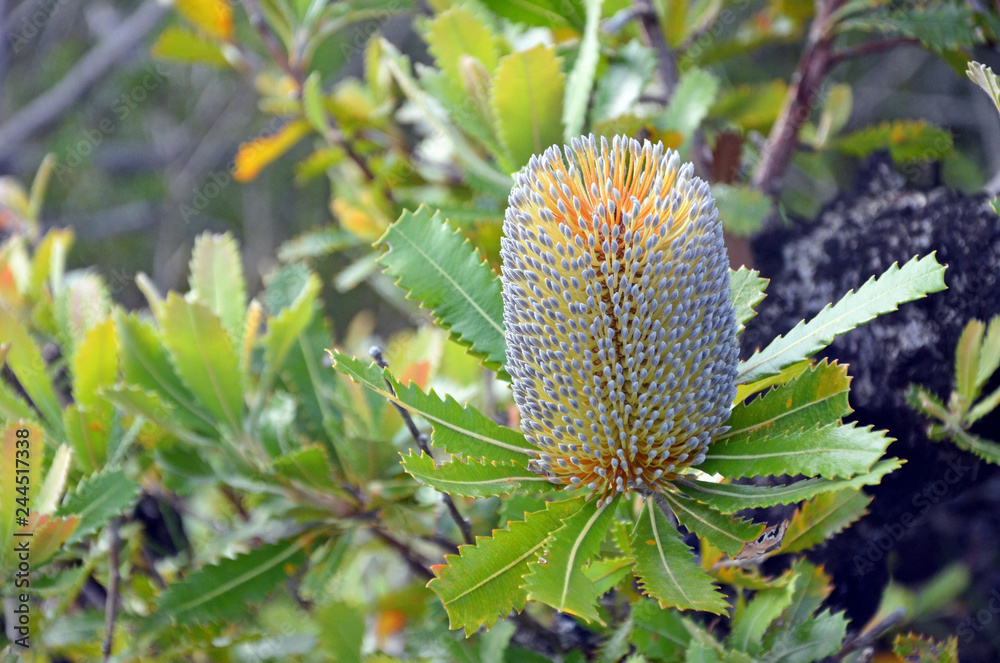 Australian native Old Man Banskia flower, Banksia serrata, Royal ...