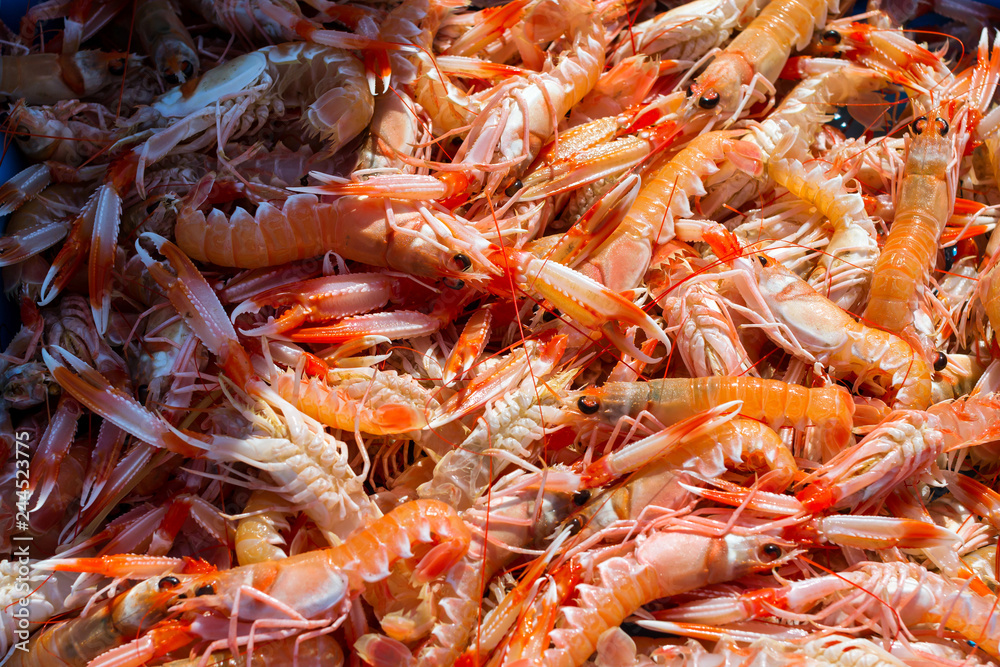 Blue plastic containers with catch of sea shrimps, ocean prawns ...