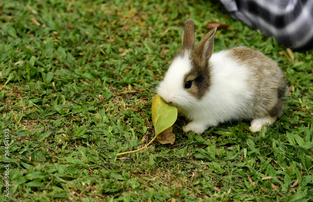 Brown And White Baby Bunnies