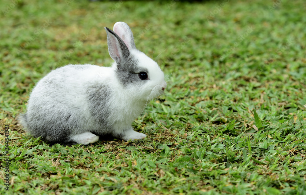 Baby White Hare