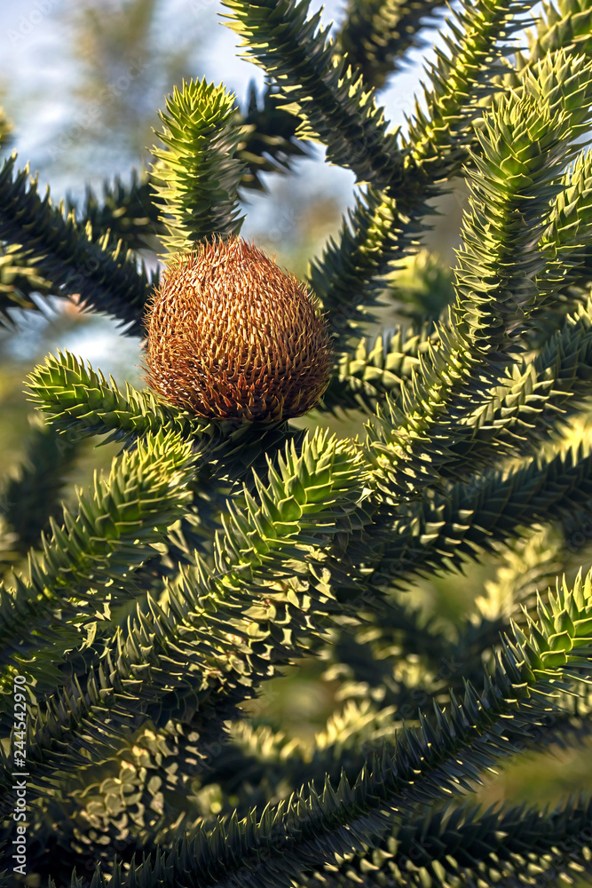 Araucaria's cone. Female cone of Chilean pine also known as monkey ...