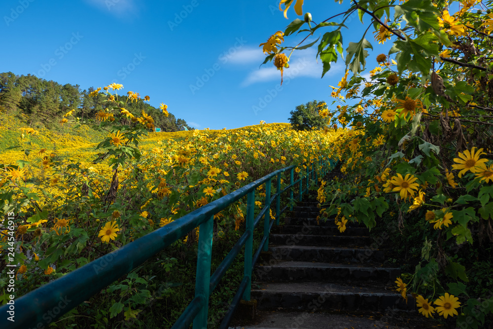 Thung Bua Tong Destination Tree marigold or Mexican sunflower blooming ...