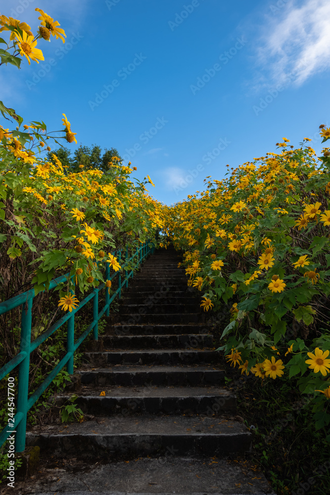 Thung Bua Tong Destination Tree marigold or Mexican sunflower blooming ...