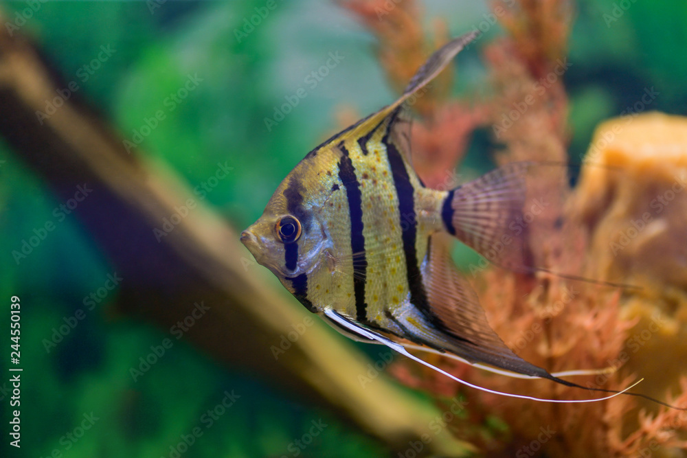 Pterophyllum scalare. Angelfish. One grey striped angelfish swims in a ...