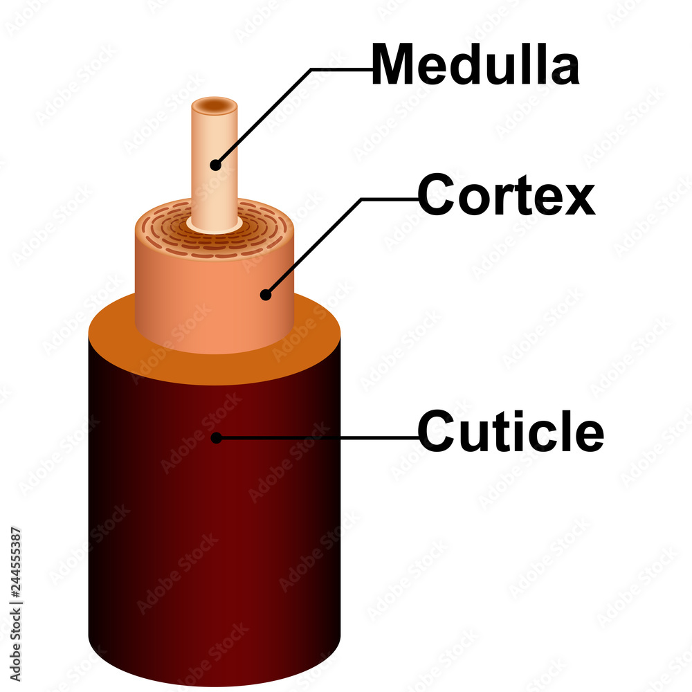 Vetor de Detailed hair structure anatomy of medulla cortex cuticle do ...