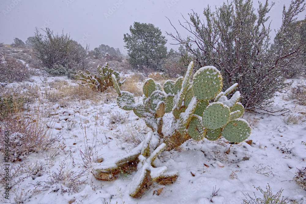 Blizzard in the High Desert. A snow storm that blew into the high ...