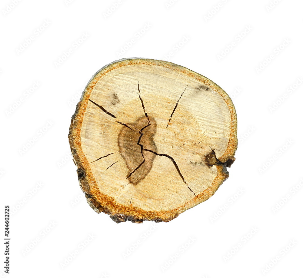 Rough log circle cut isolated on white background. cross section of ...