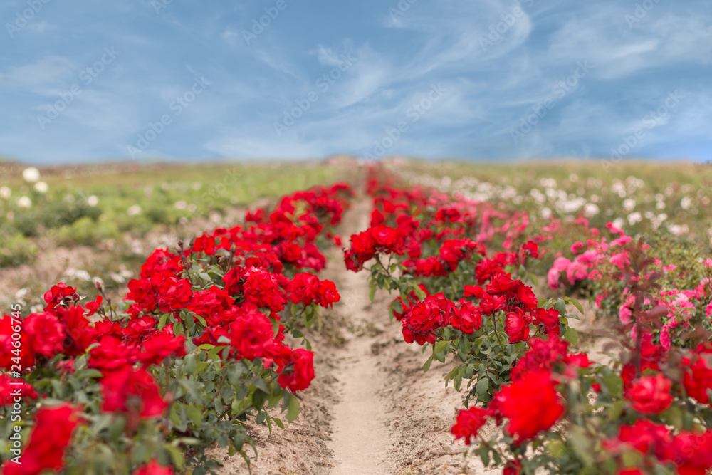 Field Of Roses