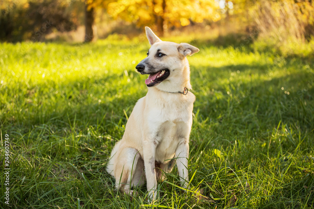 dog with heterochromia Stock Photo | Adobe Stock