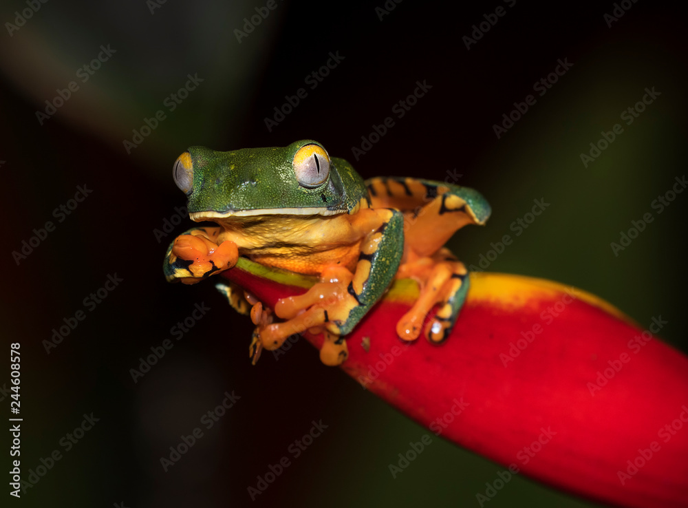 Super tiger-leg monkey tree frog (Phyllomedusa tomopterna) on the tip ...