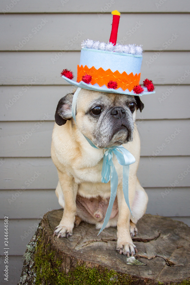 Sad Birthday Dog