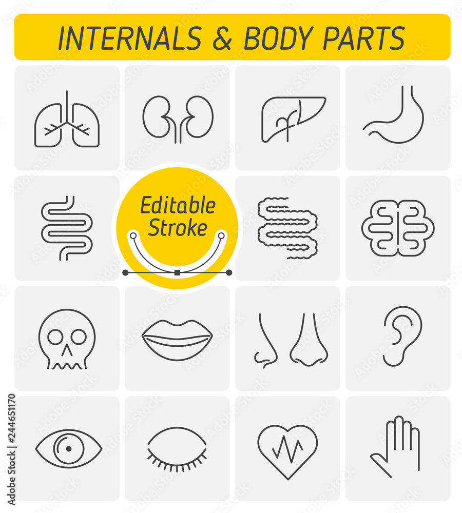 The internals and body parts outline icon set. The viscera and external ...