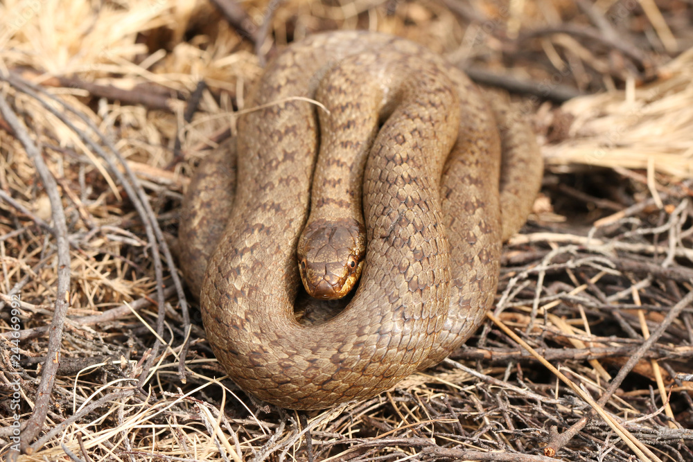 A rare Smooth Snake (Coronella austriaca) coiled up in the undergrowth ...