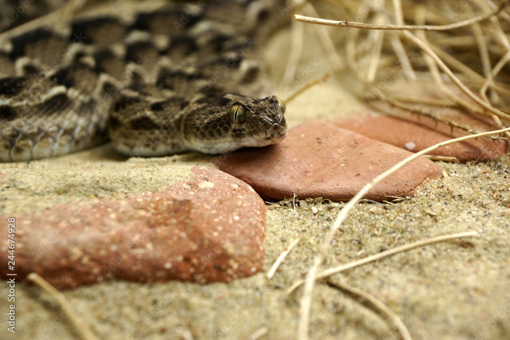 Most poisonous exUSSR asian snake efa (Echis carinatus) Stock Photo ...