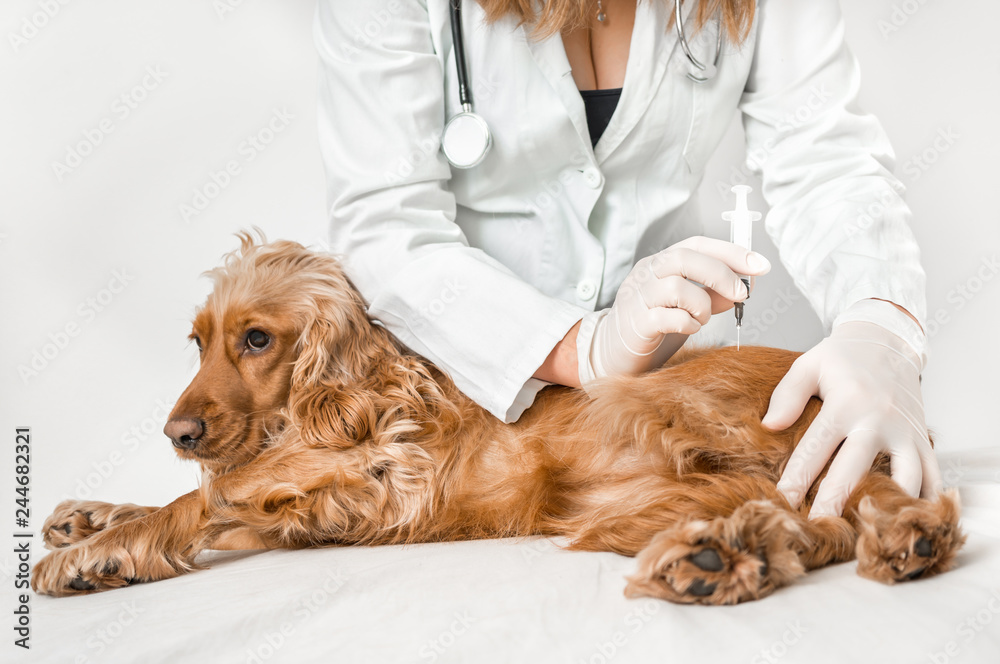 Veterinarian giving injection of a dog - veterinary concept Stock Photo ...