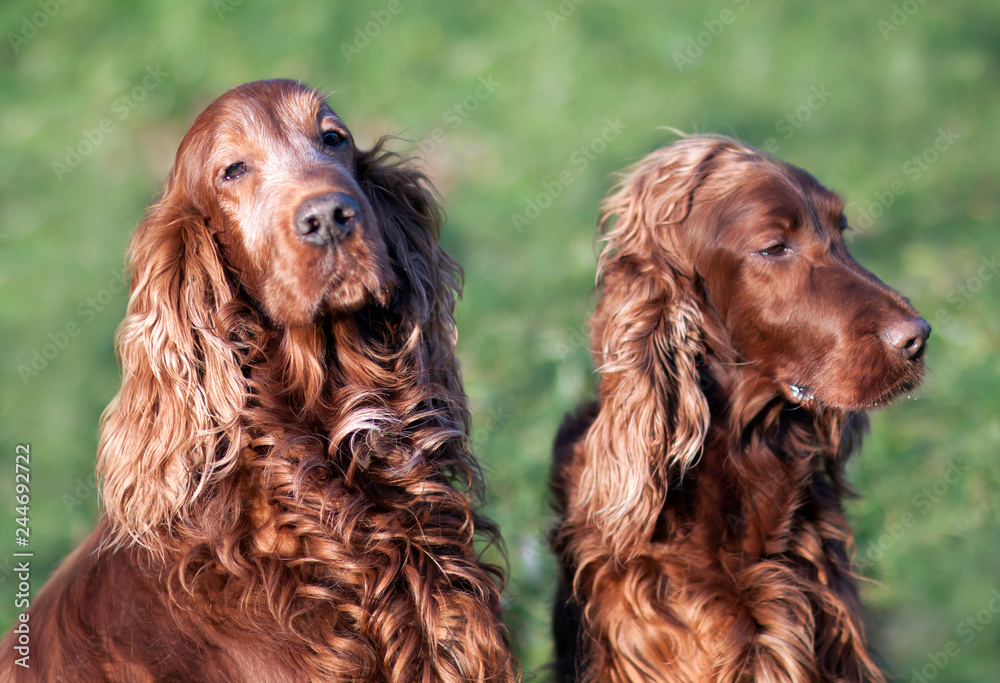 How To Groom Irish Setter Ears