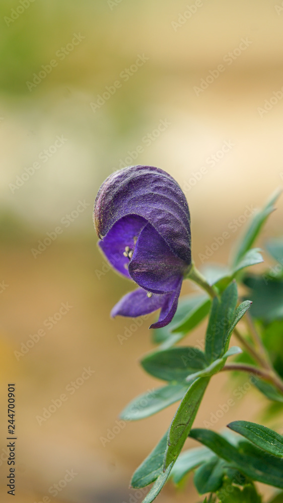 Aconitum commonly known as aconite, monkshood, wolf's bane, leopard's ...