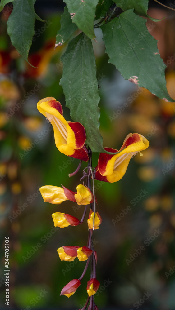Thunbergia mysorensis, also called Mysore trumpetvine or Indian clock ...