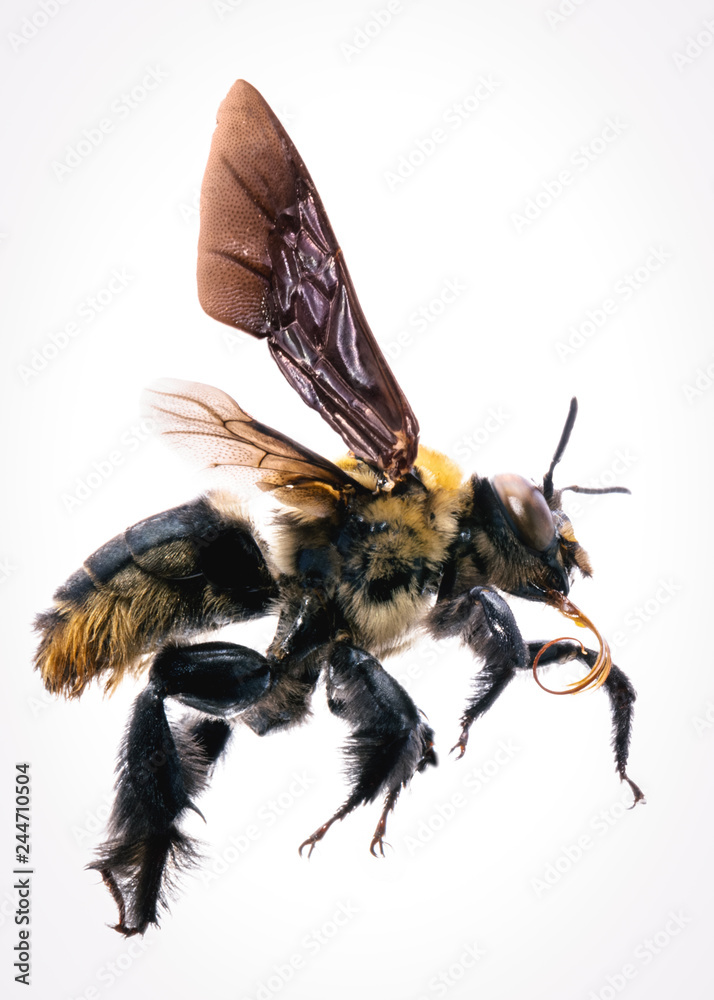 Photos of bee flying with white background, bee isolated, macro ...