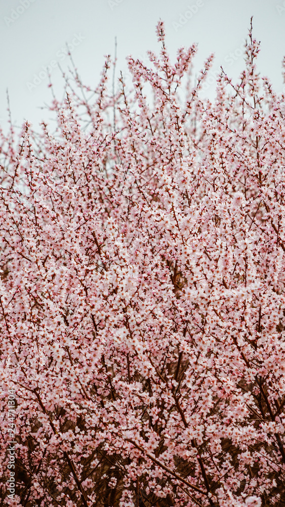 Prunus davidian, also known by the common names David's peach and ...