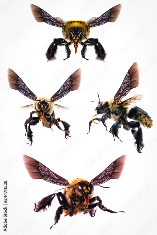Pictures of many flying bee with white background, isolated bees, macro ...