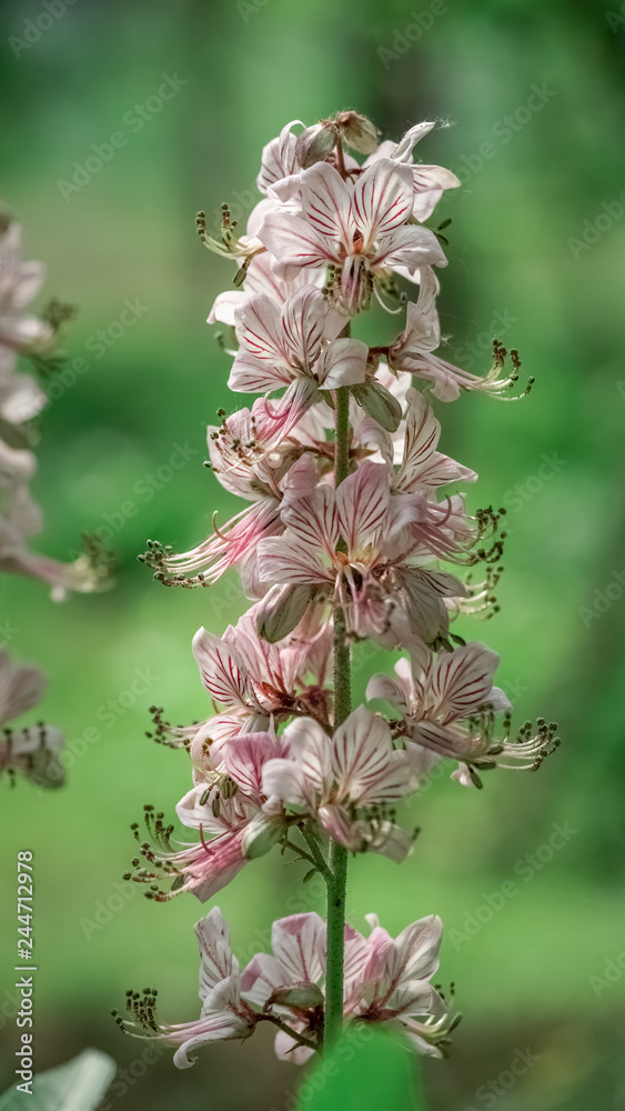 Dictamnus dasycarpus, also known as burning bush, dittany, gas plant ...