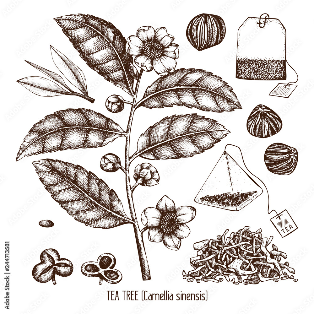 Vector collection of hand drawn Chinese tea plant illustration ...