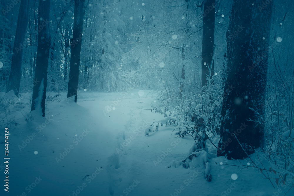 Snowy Forest Path At Night