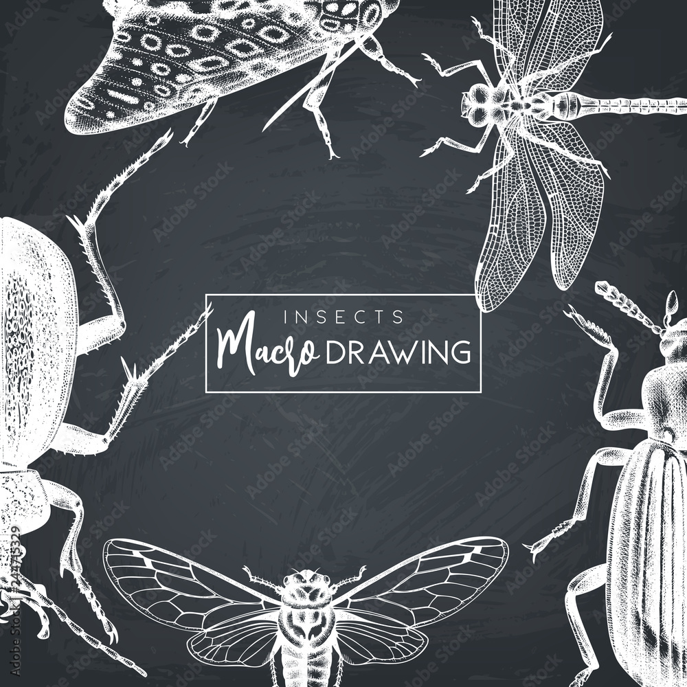 Vector background with hand drawn insects illustrations. Vintage ...