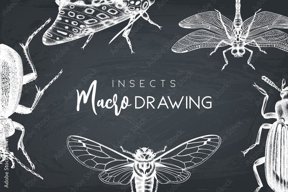Vector frame with high detailed butterflies, beetles, cicada ...