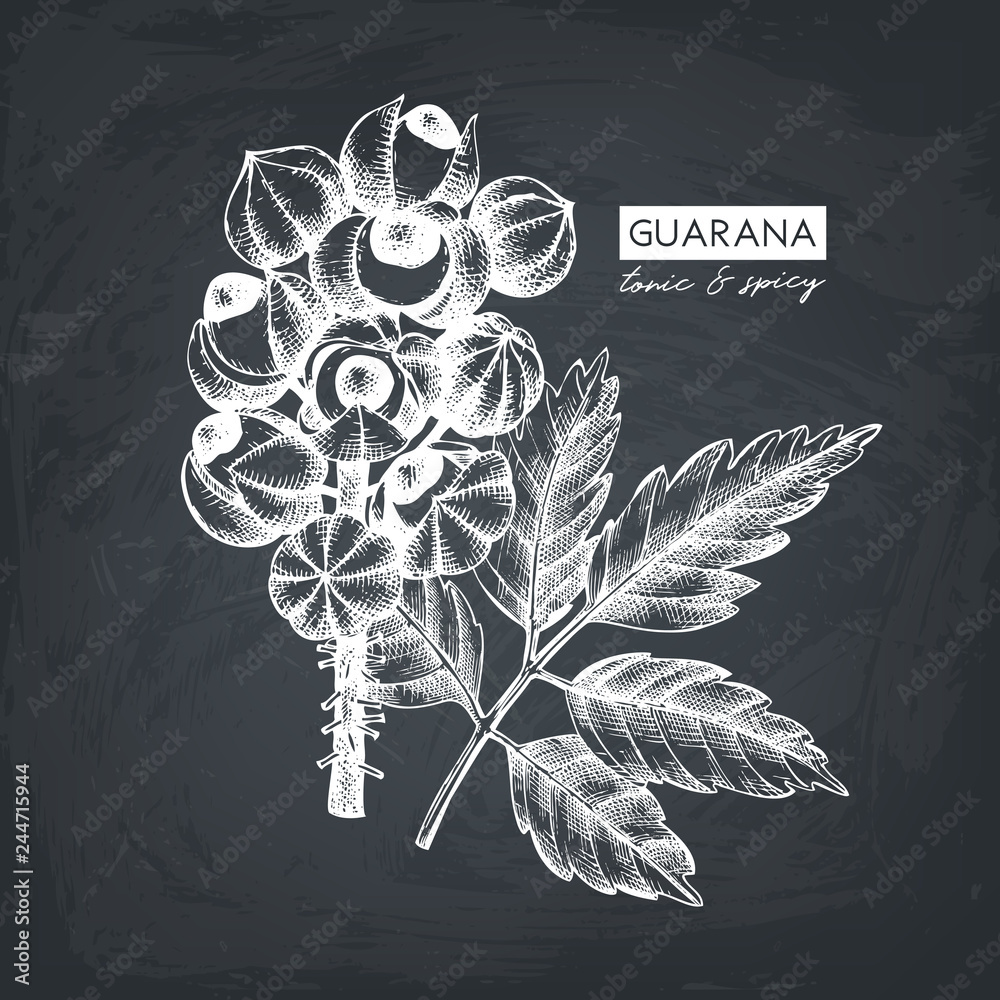 Vector Guarana illustration. Hand drawn tropical tree sketch. Botanical ...