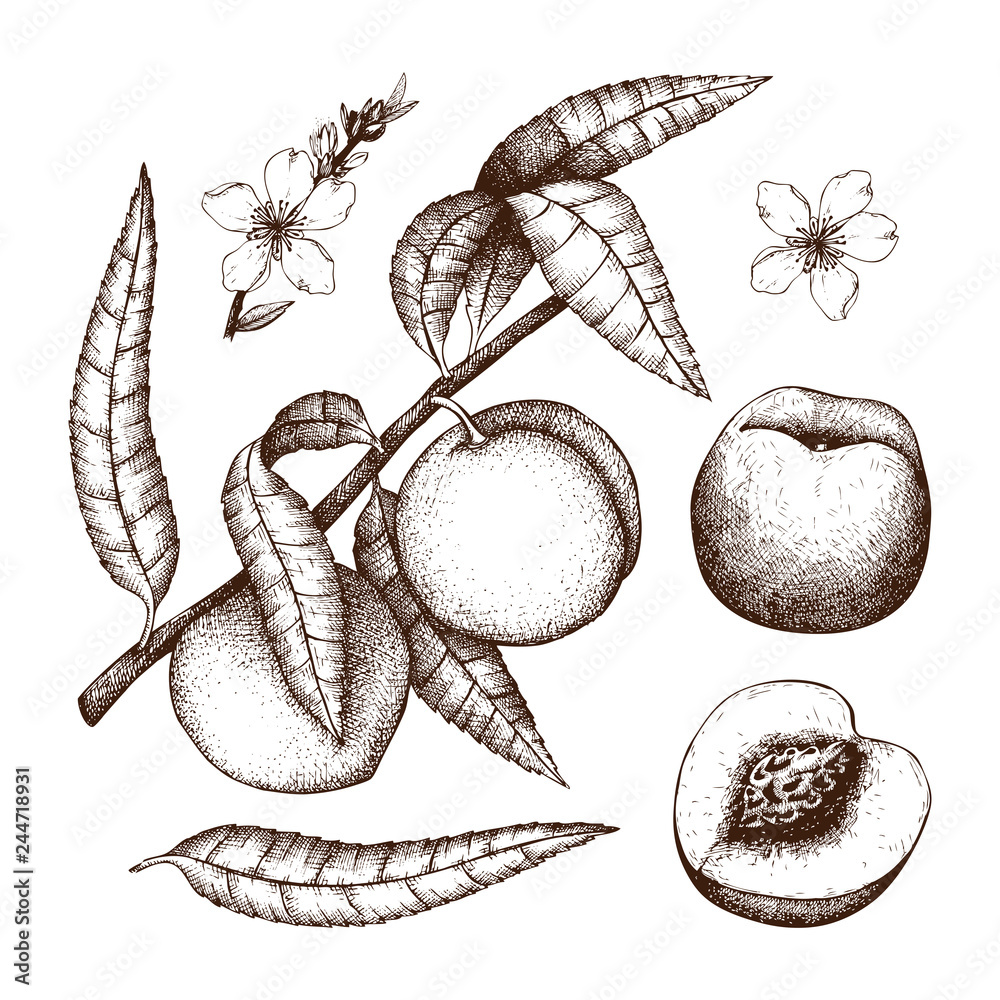 Hand drawn peach sketch. Vector tree drawing with fruit, leaves and ...