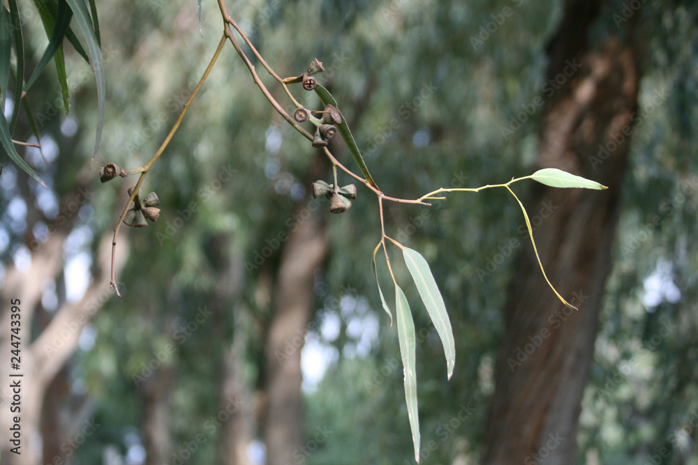 Eucalyptus tree branch with leaves and fruits Stock Photo | Adobe Stock