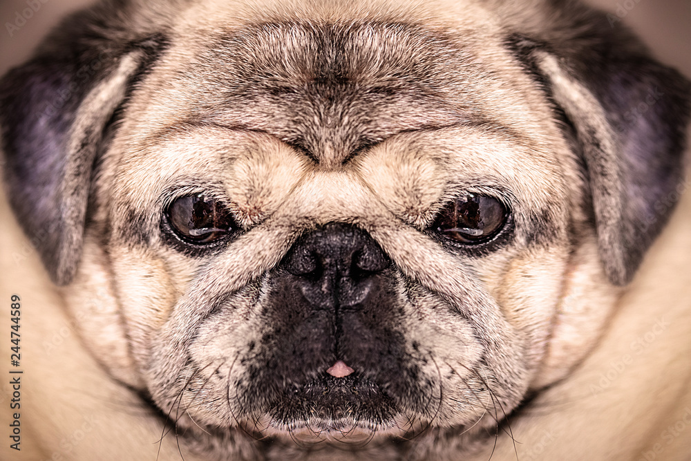 Funny Fat Dogs With Captions