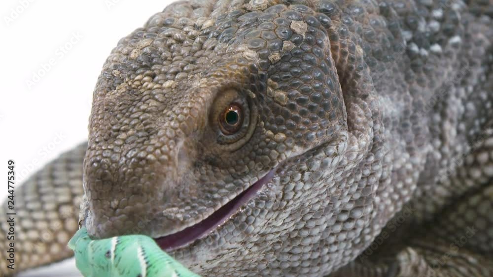 Close-up of a monitor lizard as it blinks its eyes showing the white ...