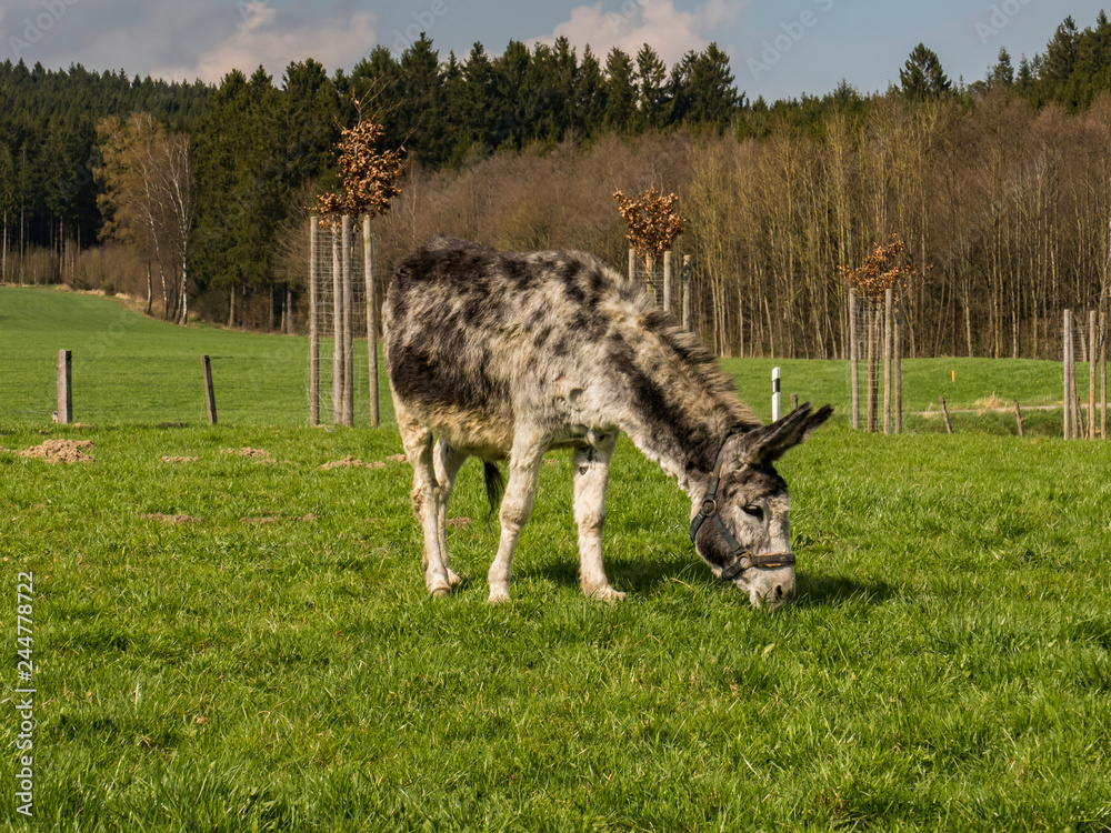 Esel Stock Photo | Adobe Stock