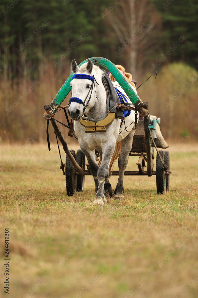 Harnessed draft horse pulling a cart in the field. Vertical, front view ...