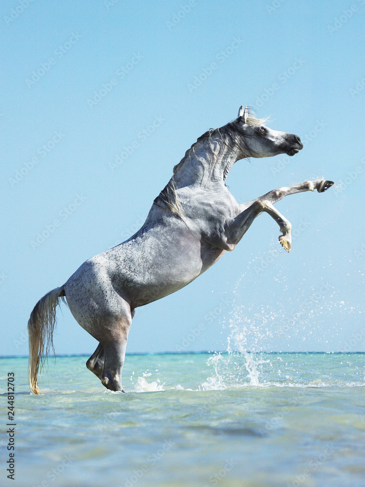 Arabian Horses Rearing