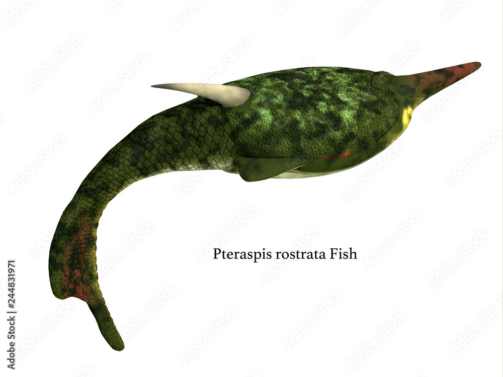 Pteraspis Fish Side Profile with Font - Pteraspis was a primitive ...